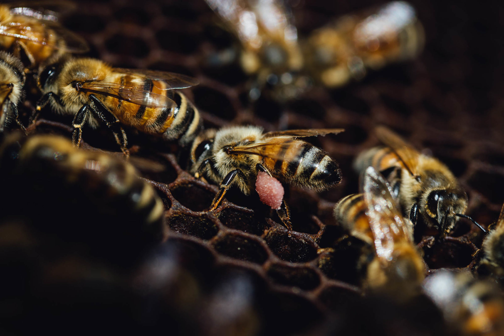 Bee Wild Bee Free - BIKEPACKING.com