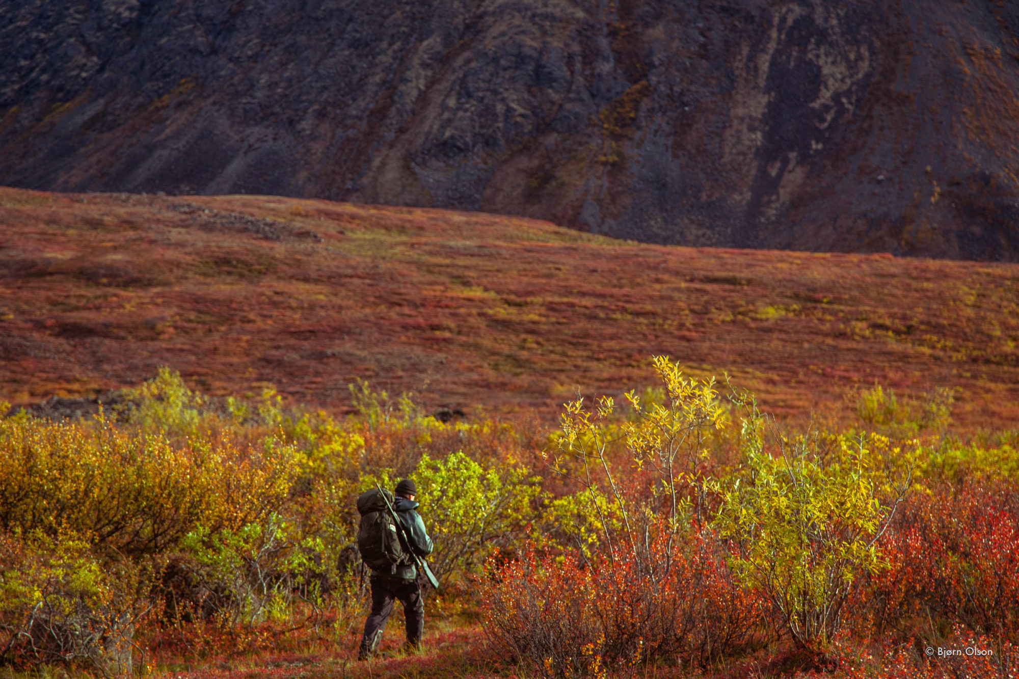 Tundra Nutrition: Human-Powered Caribou Hunting in the Alaska Range ...