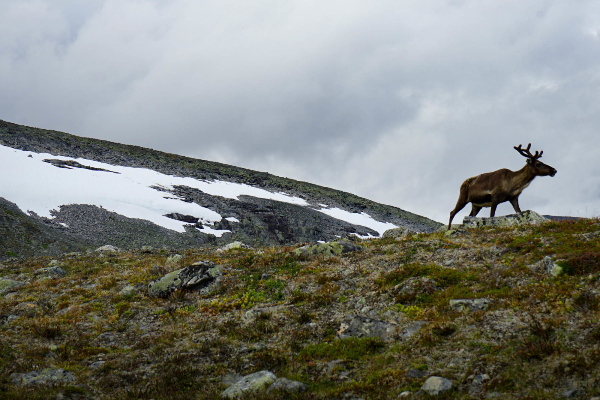 Journey to Halti, Finland's Highest Point - BIKEPACKING.com