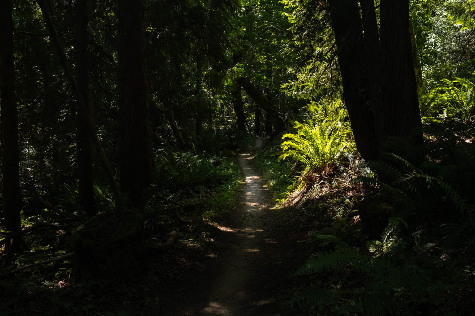 The Olympic Adventure Route: Shaken with a Twist - BIKEPACKING.com
