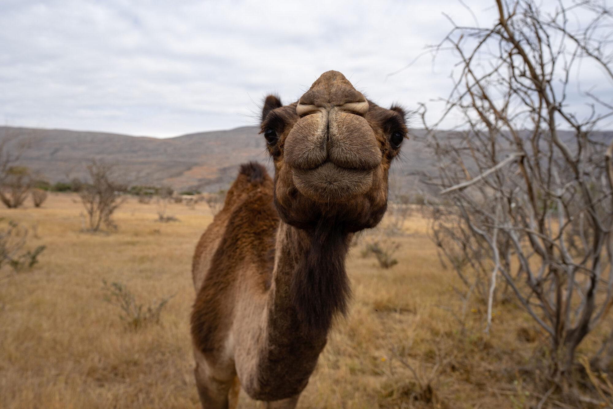 Oh-Man! Exploring The Best Of The Western Hajar - BIKEPACKING.com
