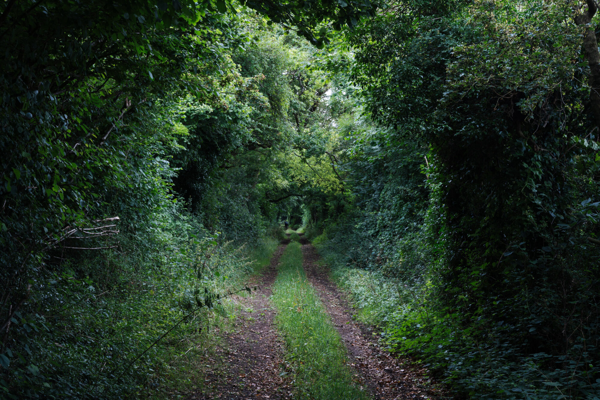 The Woods Rat Run - BIKEPACKING.com