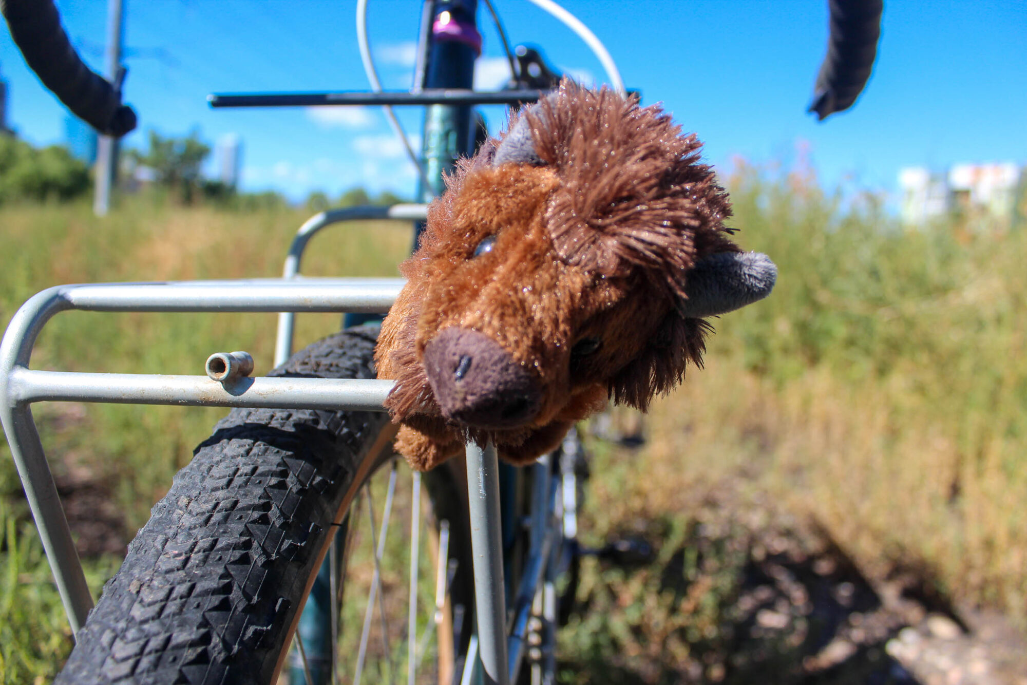 Reader's Rig: Philippe's Custom Memento Gecko - BIKEPACKING.com