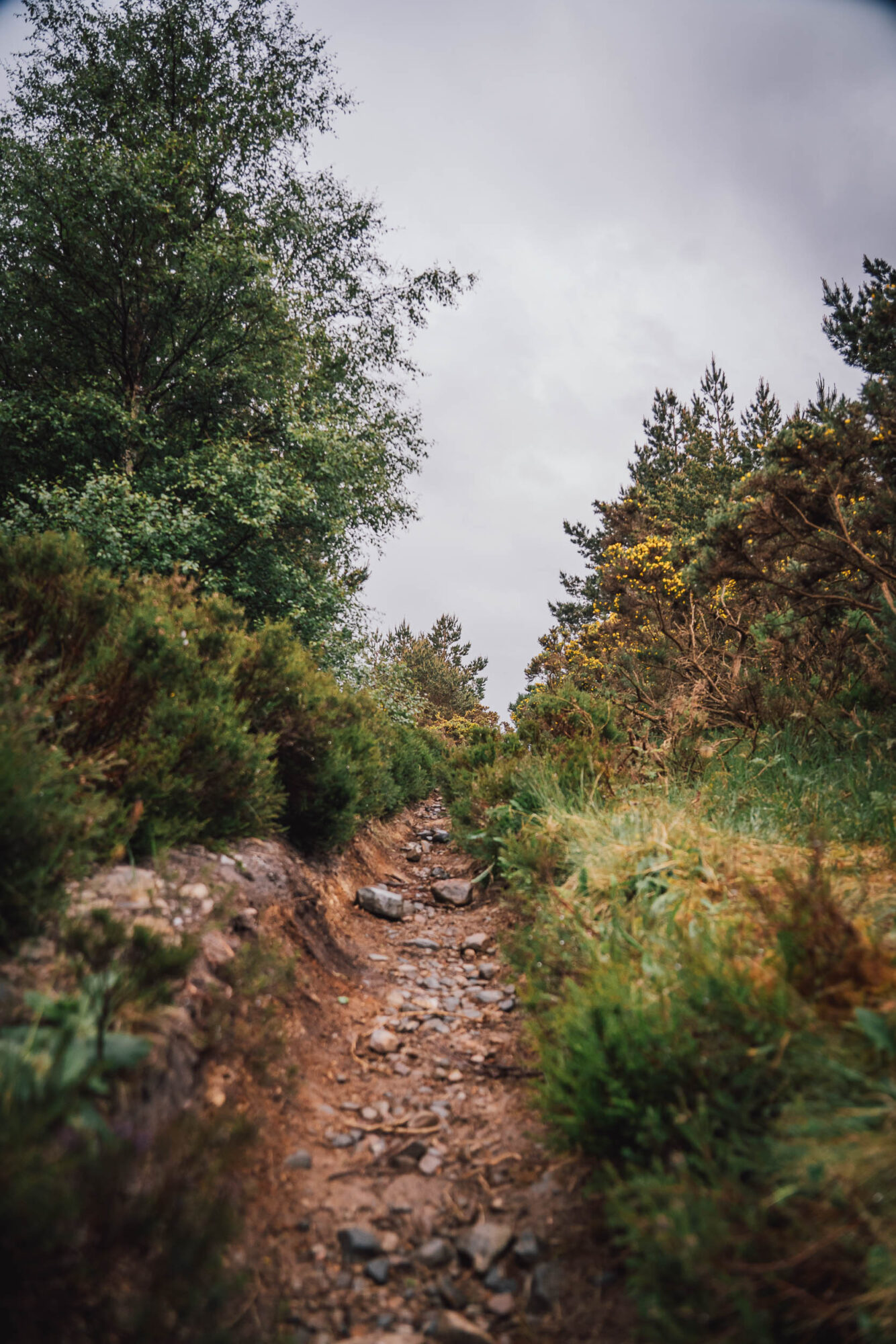 2025 Highland Trail 550 Preview - BIKEPACKING.com