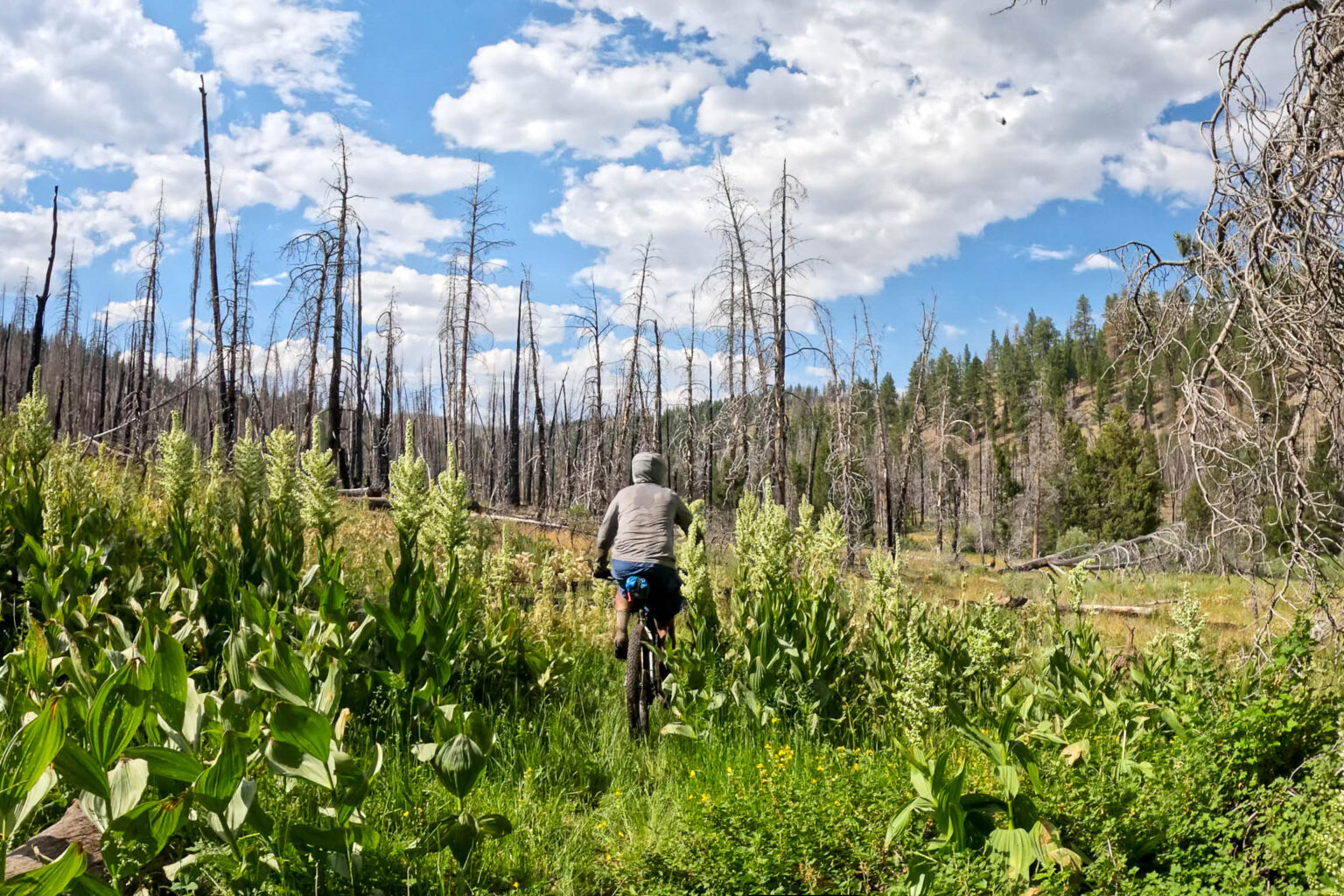Bikepacking Oregon's Hardest Trail (Video) - BIKEPACKING.com