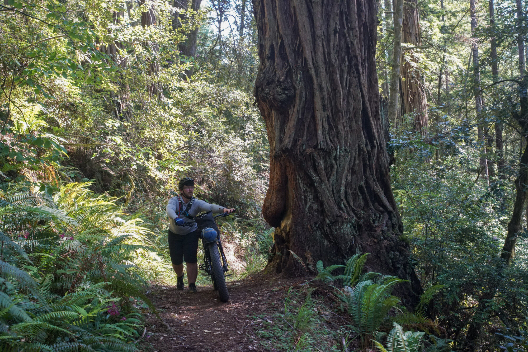 Redwood Backcountry Rambler - BIKEPACKING.com